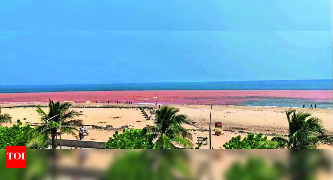 Plankton Crash: Red Colour At Pondy Beach Linked To Plankton Crash ...
