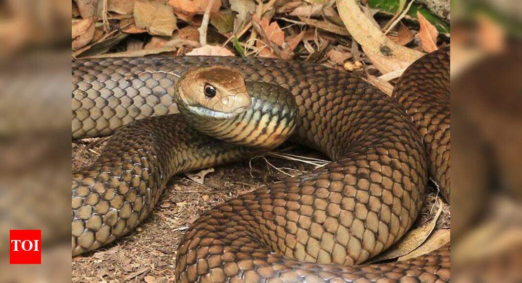 Unveiling the symbolism of Snakes in astrology: A tale of change and ...