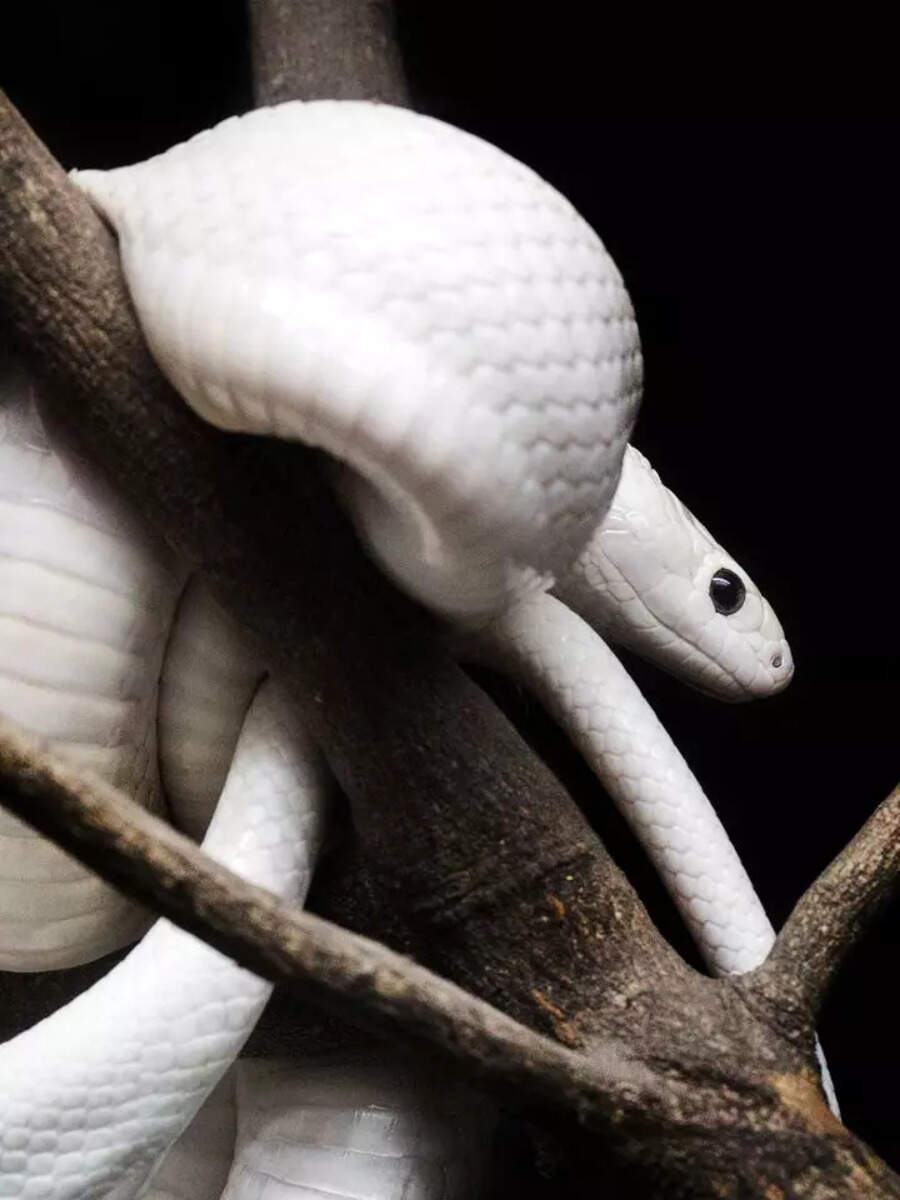 Beautiful snakes that have gone endangered | Times of India