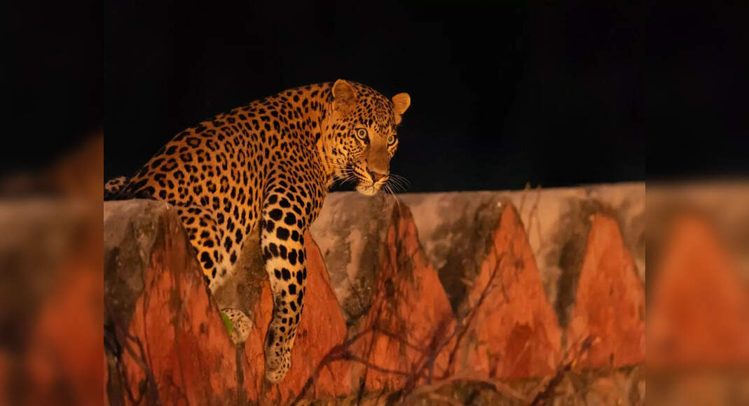 Leopard enters a house in Delhi, attacks 3 people and causes panic in ...