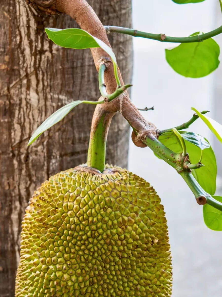 Jackfruit Dishes: 5 delicious ways of cooking jackfruit, and why it is ...
