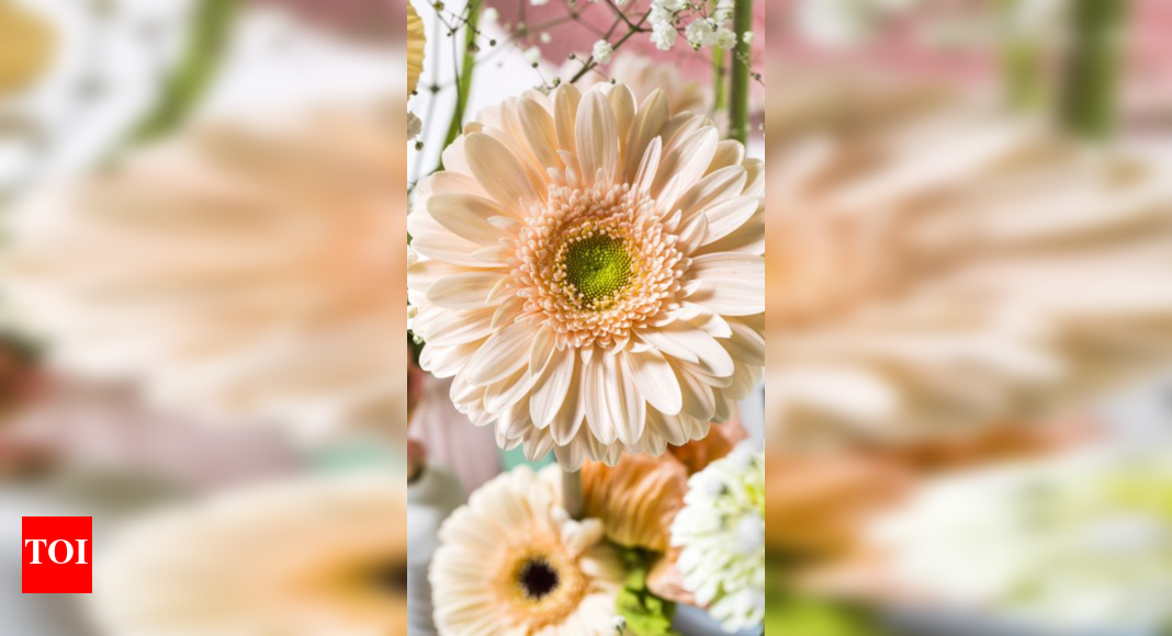 Daisies to Sweet Pea: Discovering the charm of April's birth flowers ...