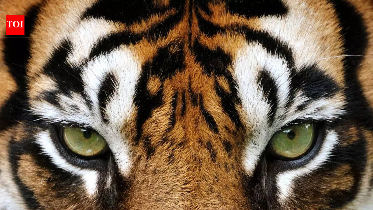 6 powerful signs that show you have the mind of a tiger