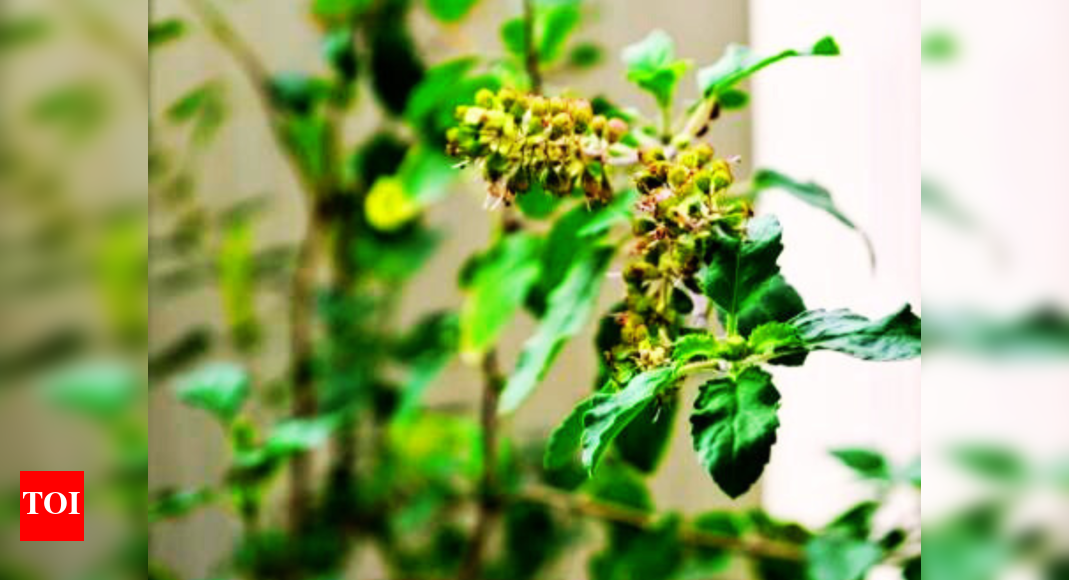 Understanding Why Tulsi is Important in Astrology - Times of India