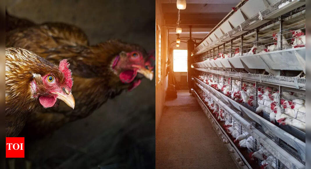 Farm vs organic eggs: What is the difference - Times of India