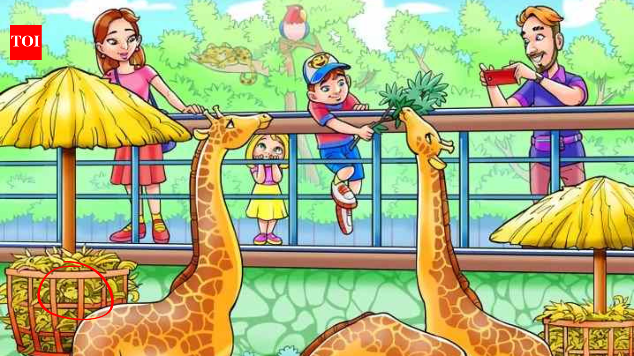 Optical Illusion: Can you spot the monkey hidden in this zoo picture ...