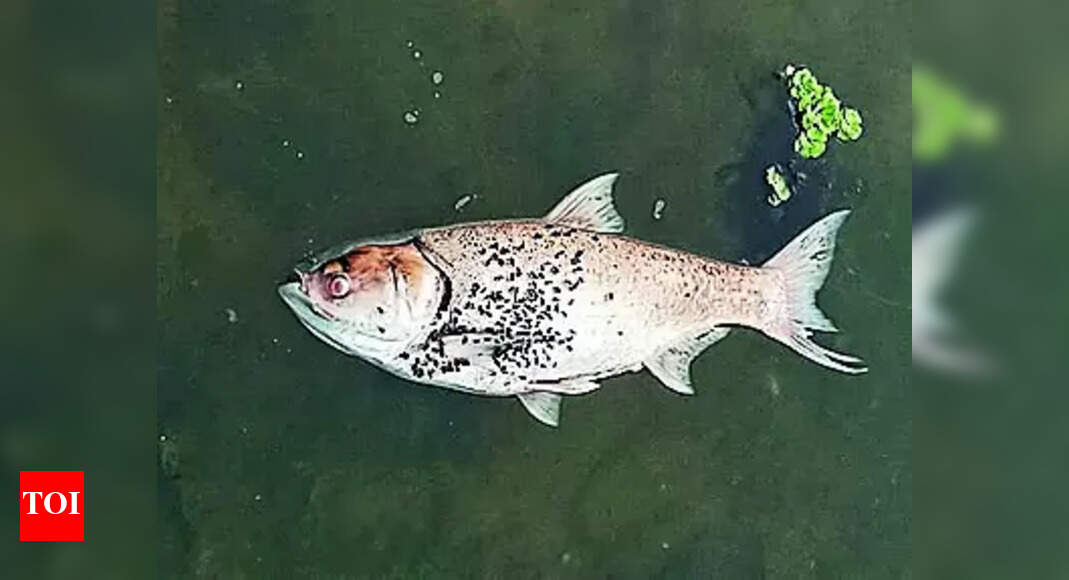 Dead Fish: Dead Fish, Temp Rise Raise Worry Over Lake Water | Kolkata ...