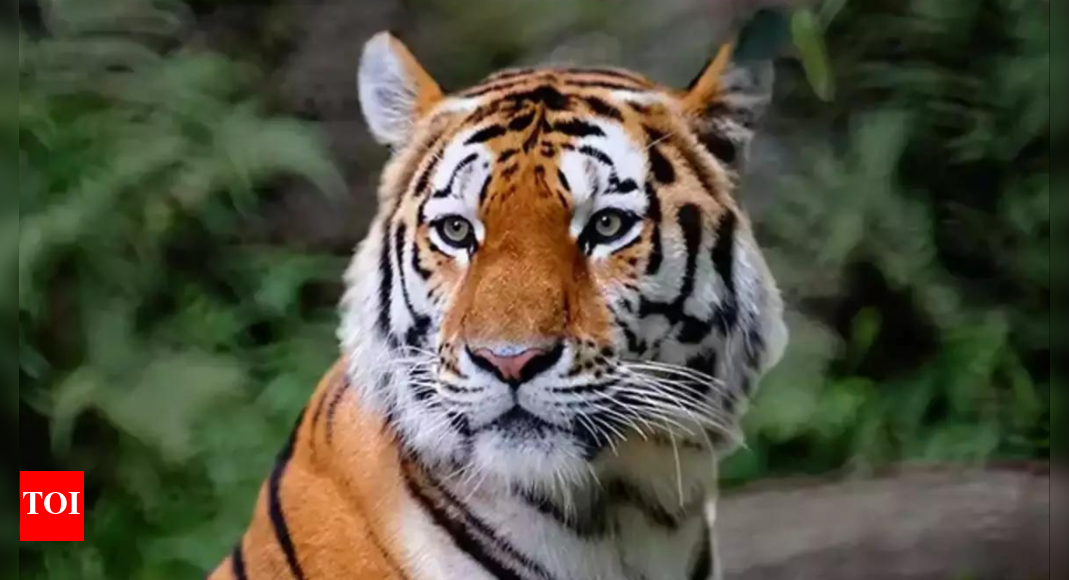 Tiger found trapped in well in Kerala's Wayanad | Kochi News - Times of ...