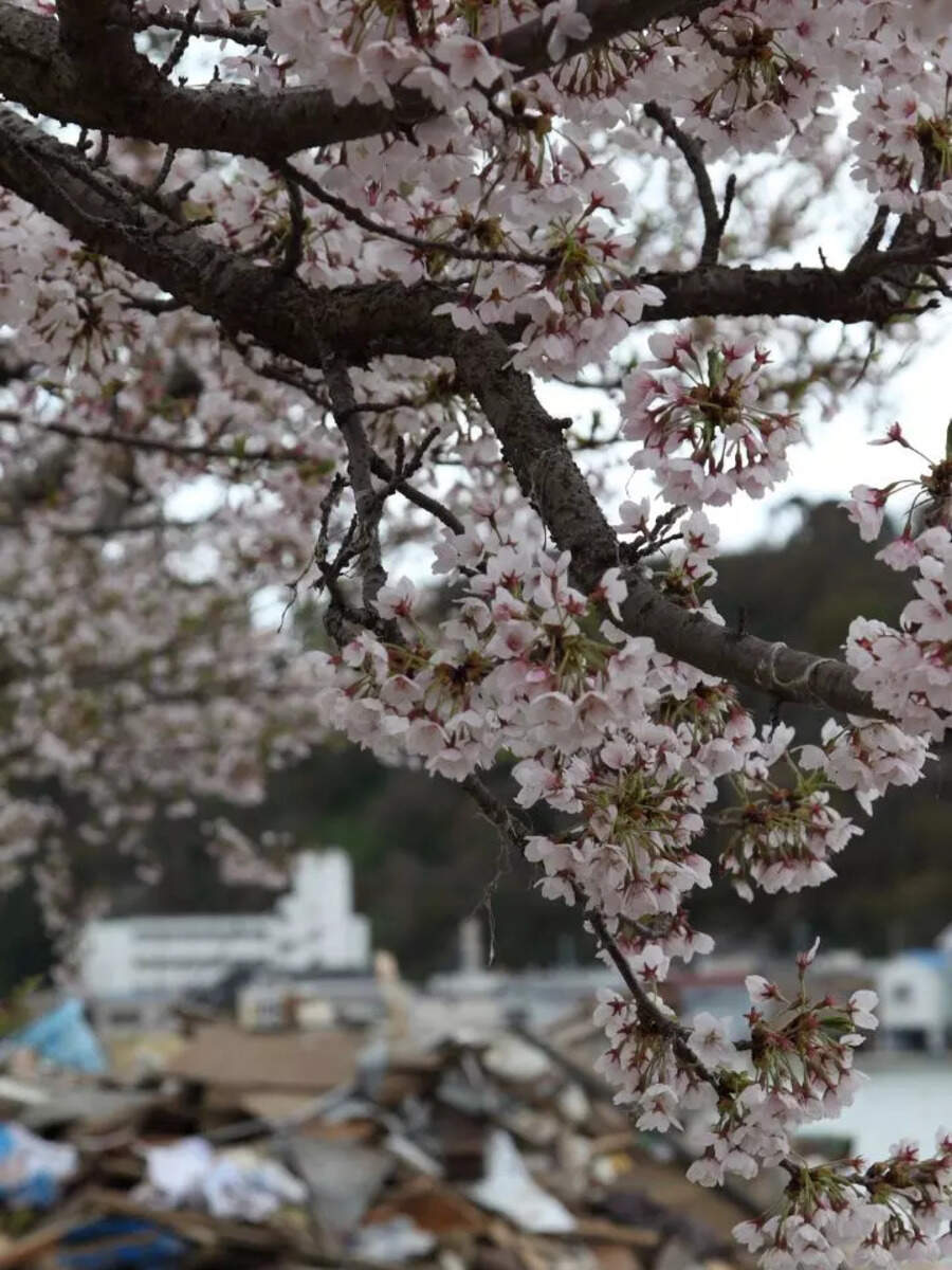 Japan Earthquake: Most Earthquake Prone Cities in Japan You Should Be ...