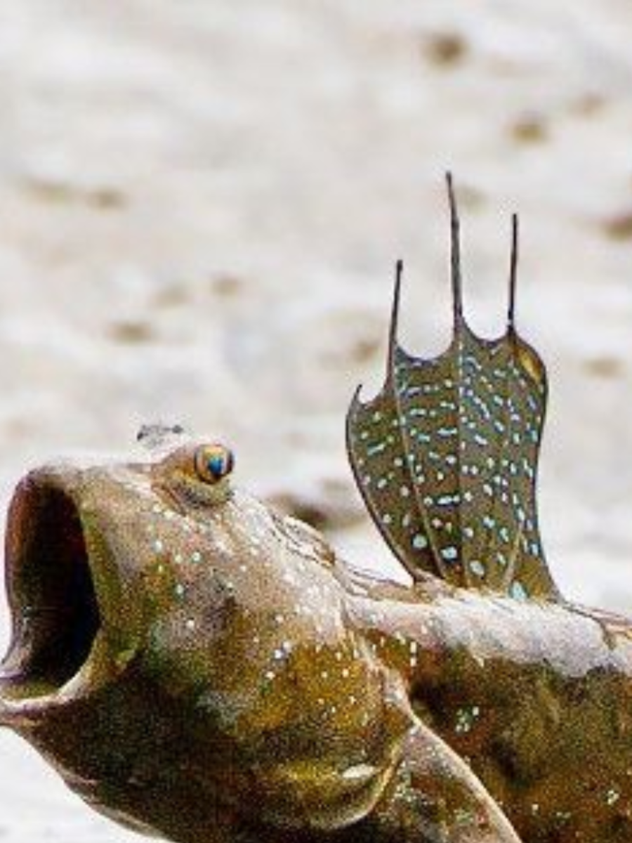 7 Animals That Live In Mud | Times Now