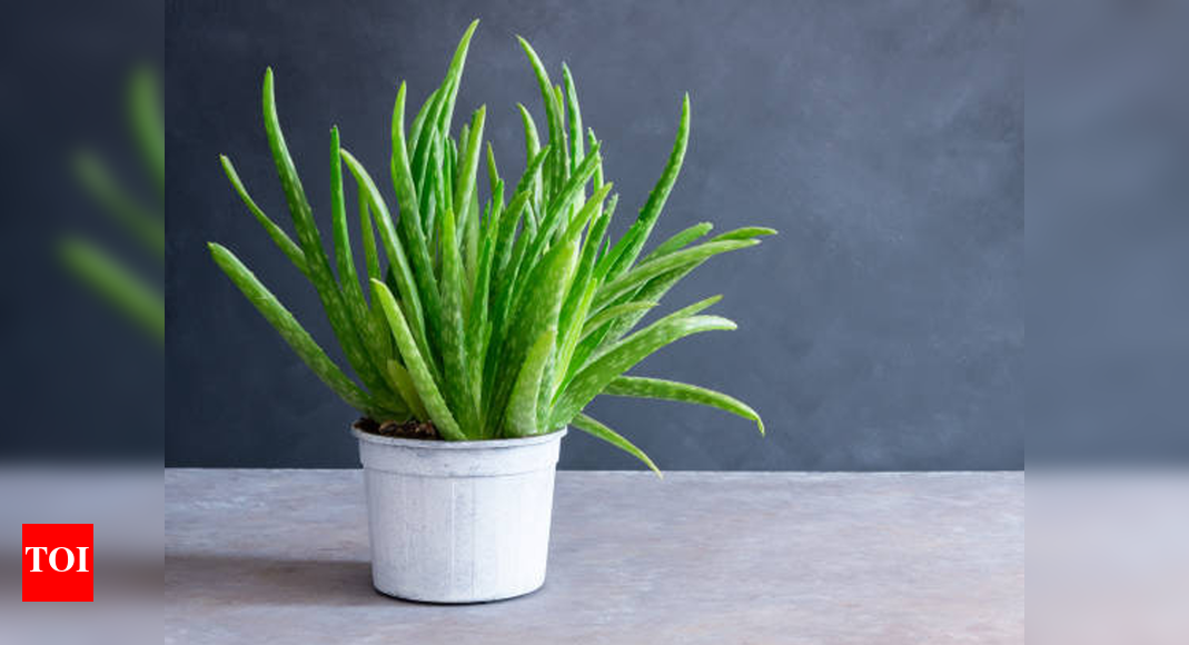 Vastu suggestions for the spring month - Times of India