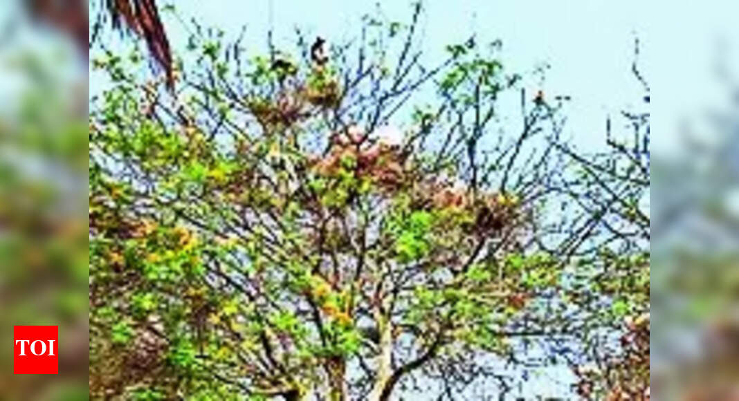 Kokkare Bellur Bird Sanctuary: Kokkare Bellur Sees Decline In Number Of ...