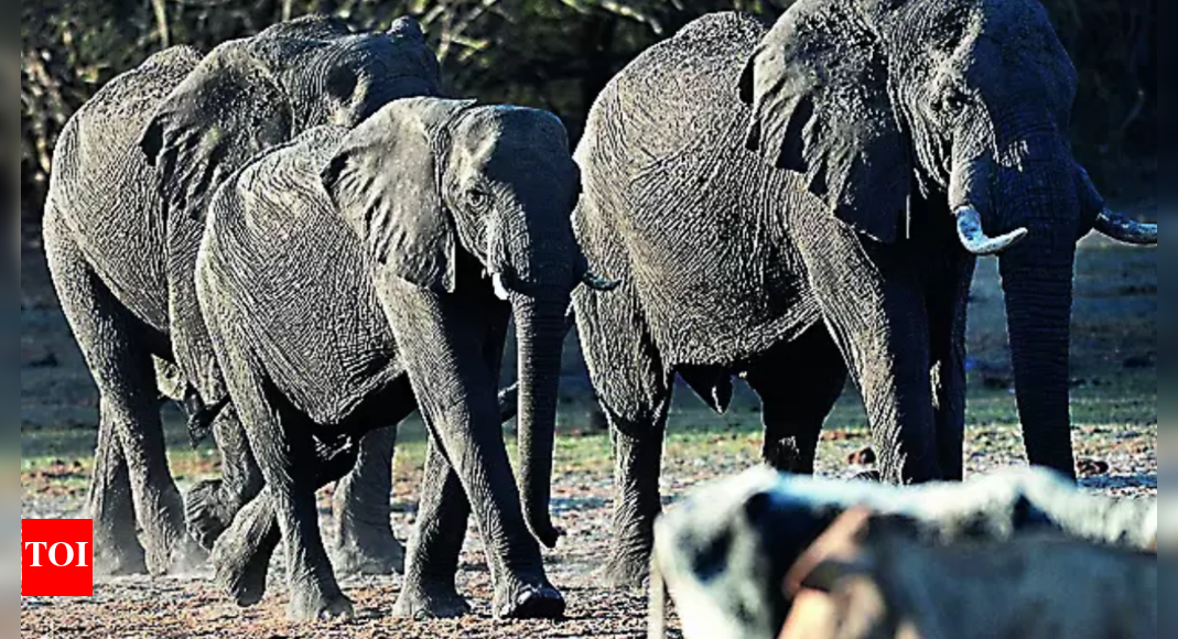 20k elephants as gift? Botswana wants to teach Germany 'life with ...