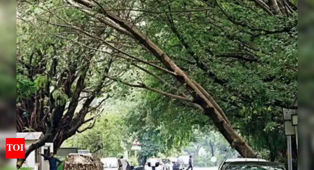 PWD: Pwd To Plant 10k Trees In 2 Months, Track Growth Via App | Delhi ...