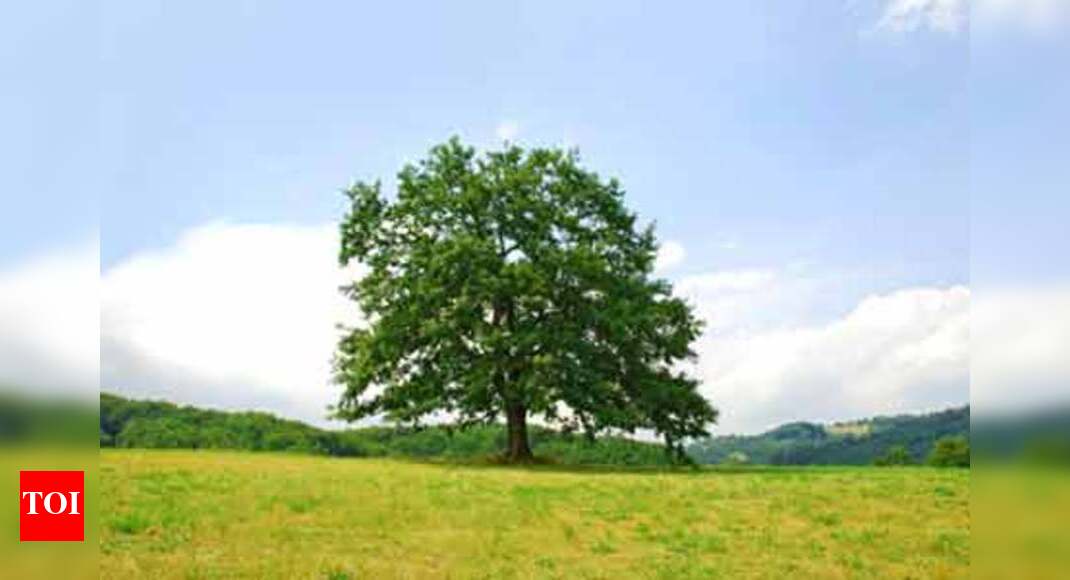 The sacred tree - Times of India