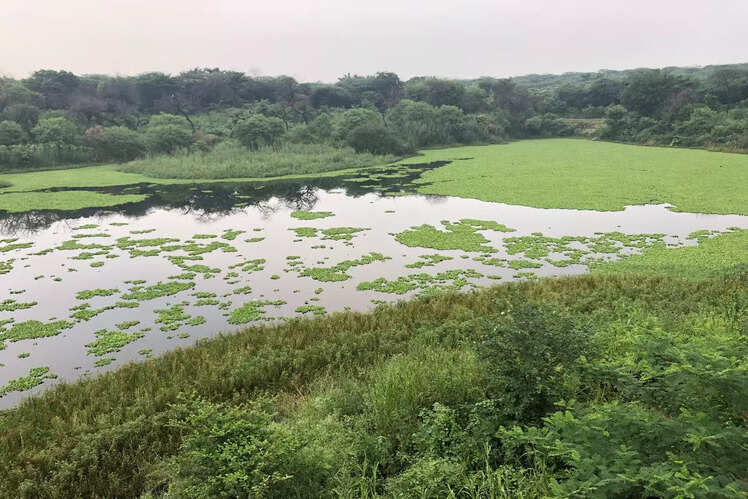 The best of Delhi's parks for a perfect summer day out | Times of India ...