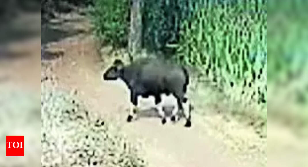 Bison Attack: Bison Attacks Ryot Near Hukkeri | Hubballi News - Times ...