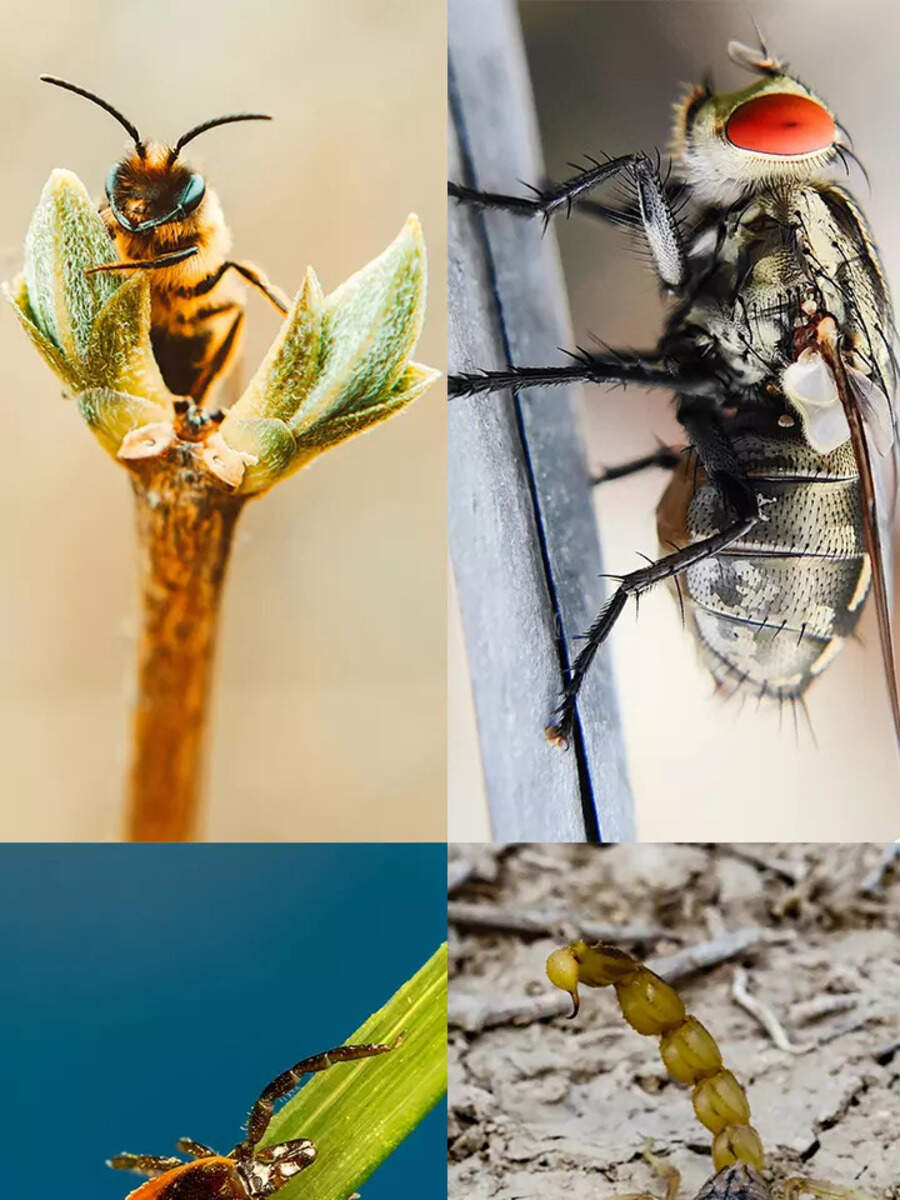 10 insects deadlier than snakes | Times of India