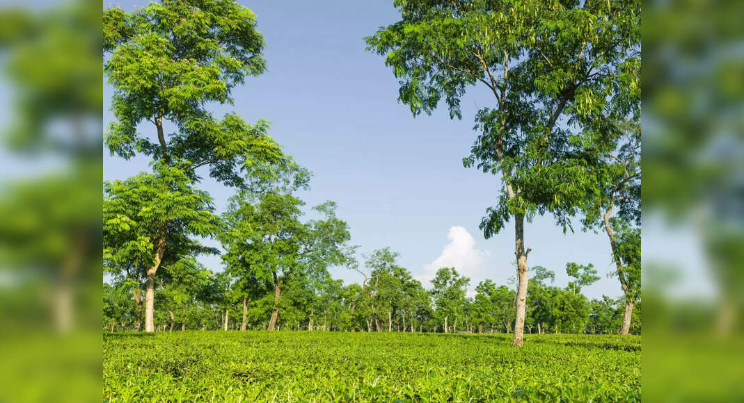 Exploring Jorhat in Assam: 5 gorgeous attractions to see, - TimesTravel