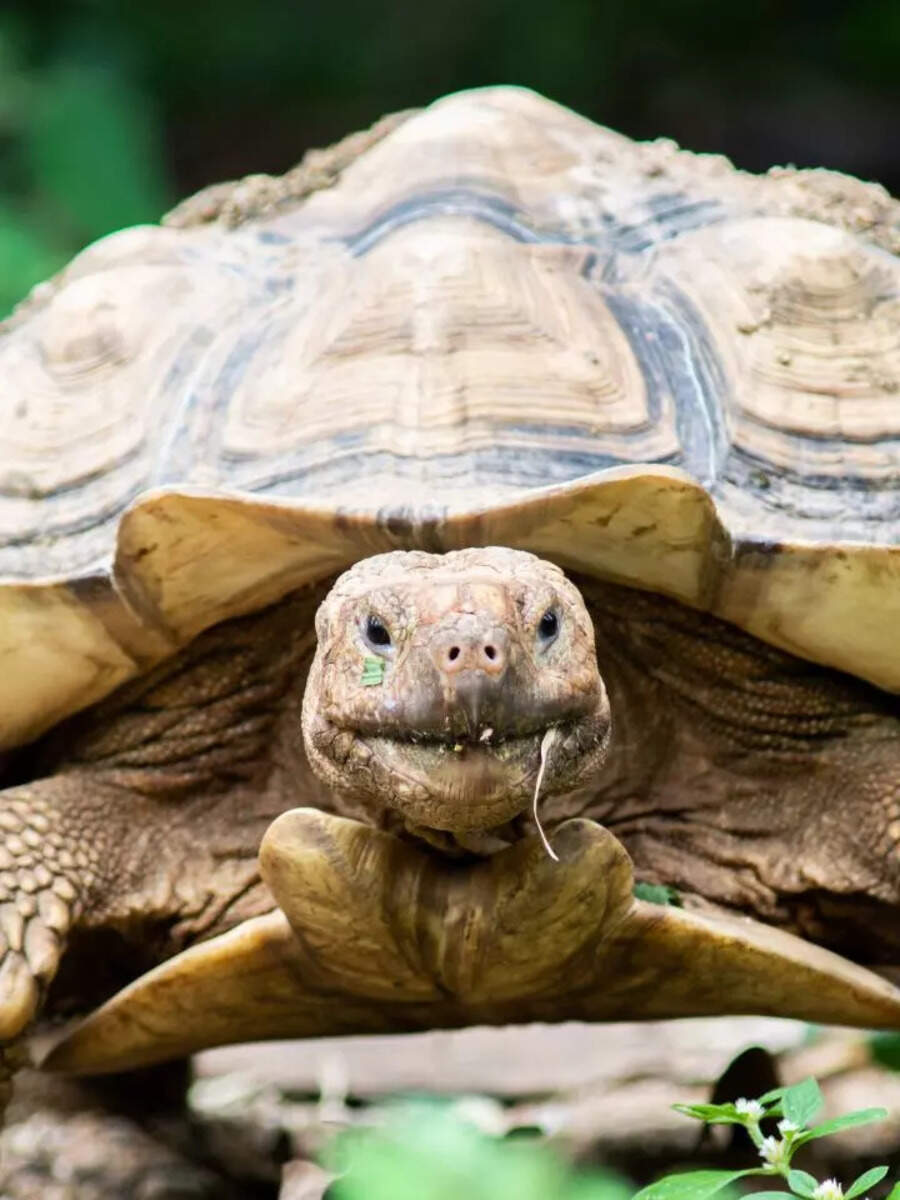 10 animals that can survive in extreme hot weather conditions | Times ...