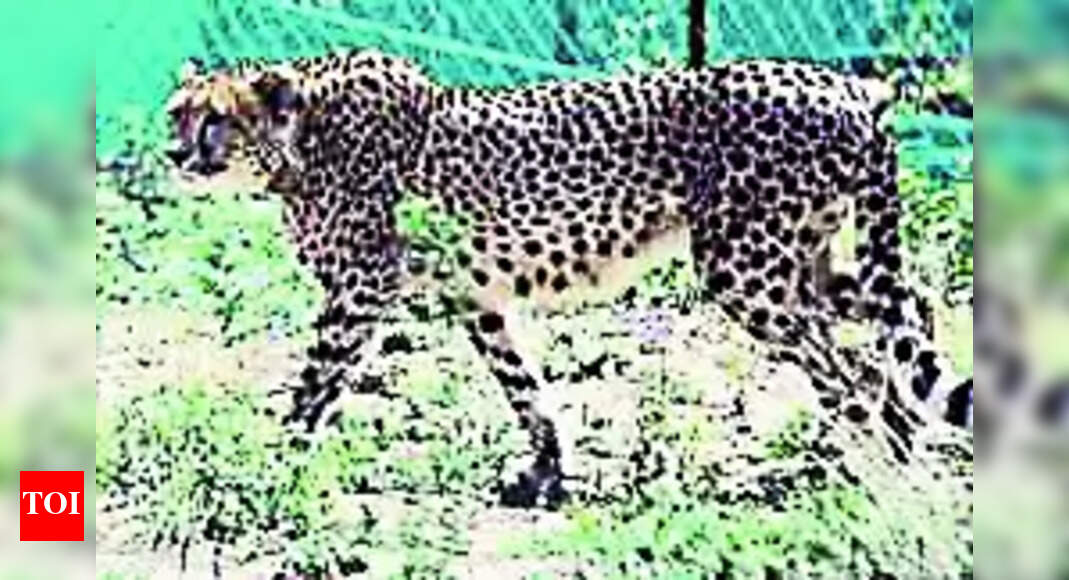 Cheetah: Wanderer Cheetah Goes Goat Hunting 150km Away | Bhopal News ...