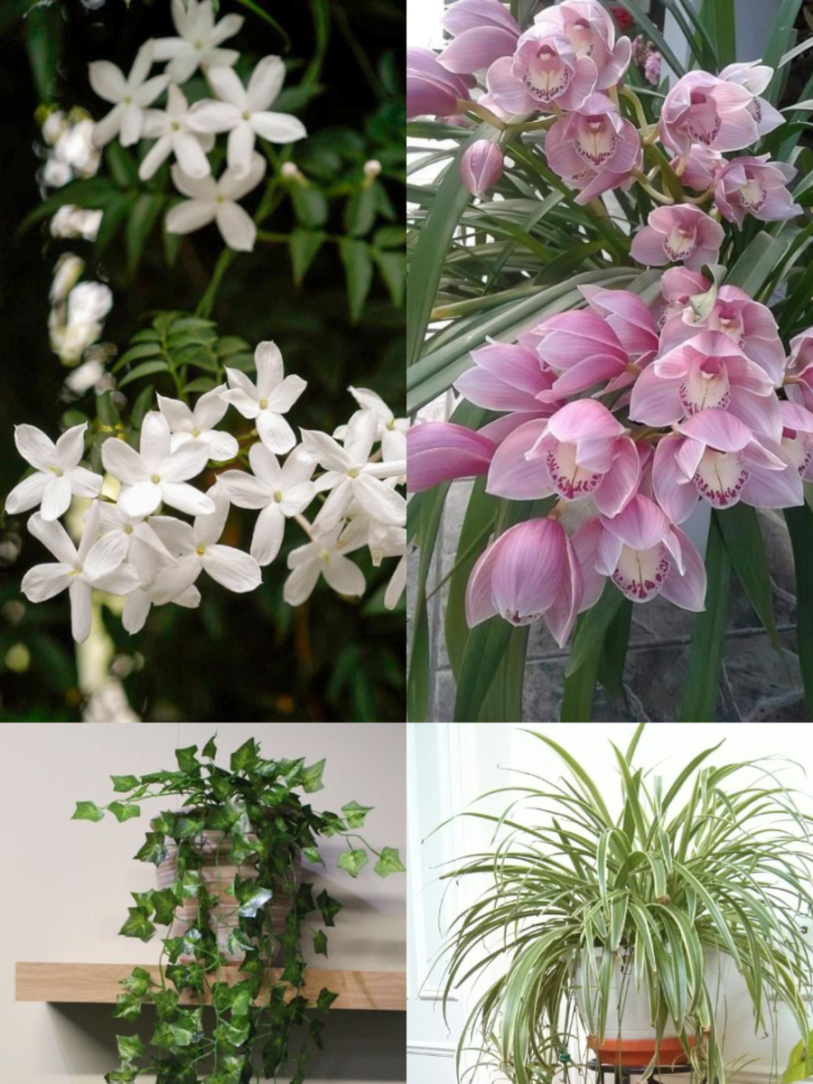 10 Hanging Plants That Attract Positive Energy | Times Now