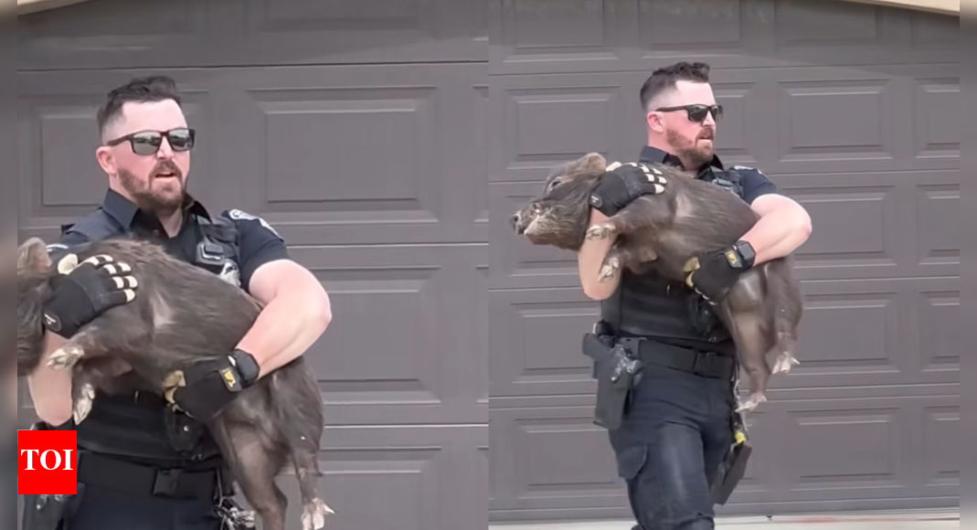 Watch viral video: Utah police officer runs, dives to capture runaway ...