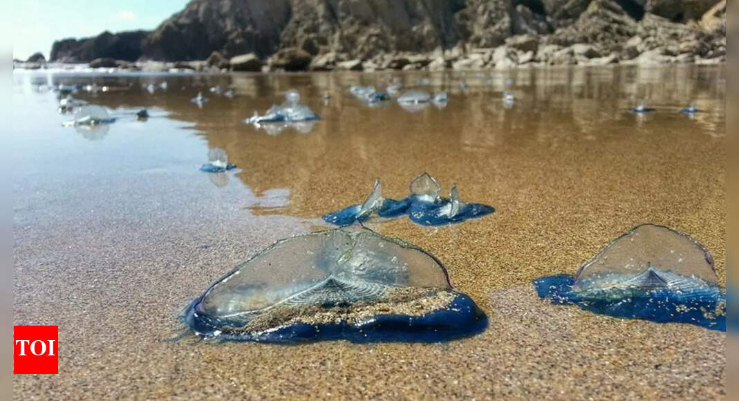'Mysterious' tide: Alien-like sea creatures blanket US beaches - Times ...