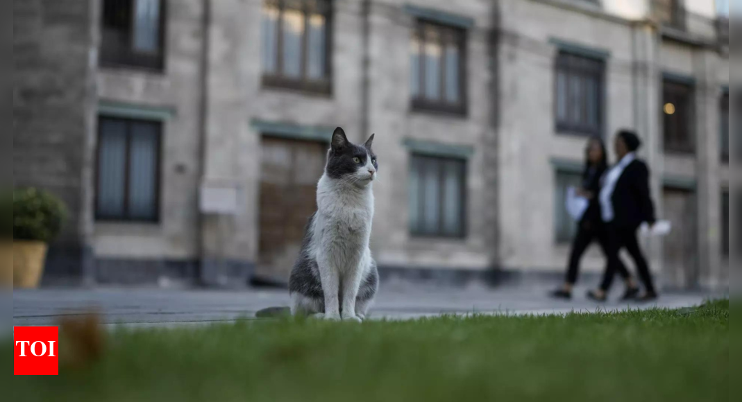 Mexico's national palace cats achieve status as 'living fixed assets ... Mexico's national palace cats achieve status as 'living fixed assets ...