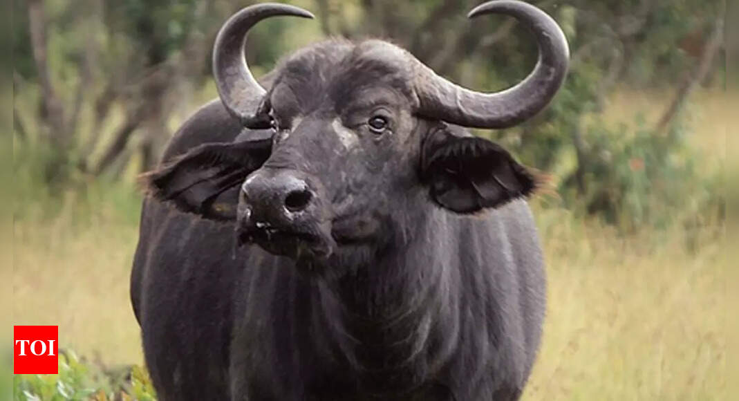 Vehicle pile-up after buffalo wanders onto road injures six in Nagpur ...