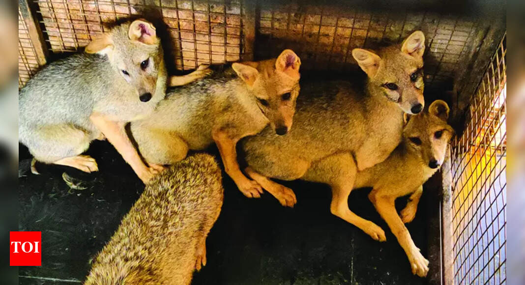 The day of the jackal: State's Bondla zoo celebrates new arrivals bred ...