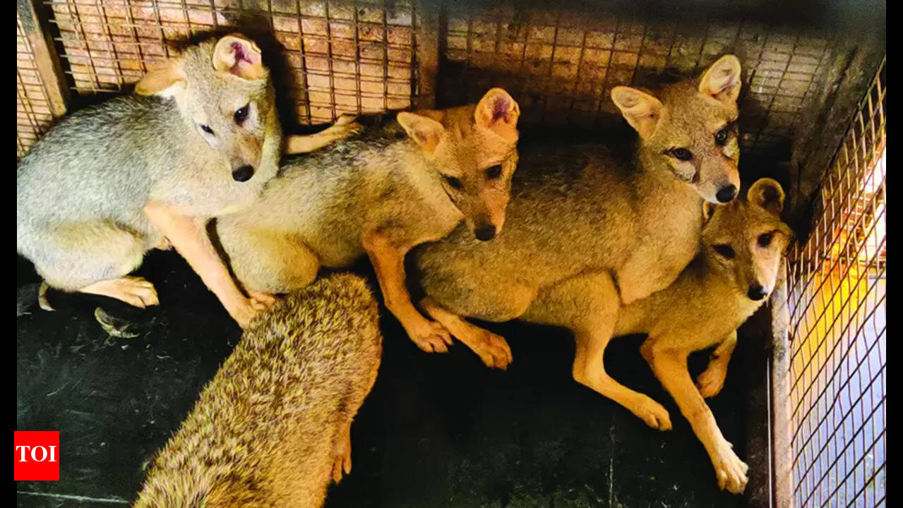 Indian Animals Lakesideindia