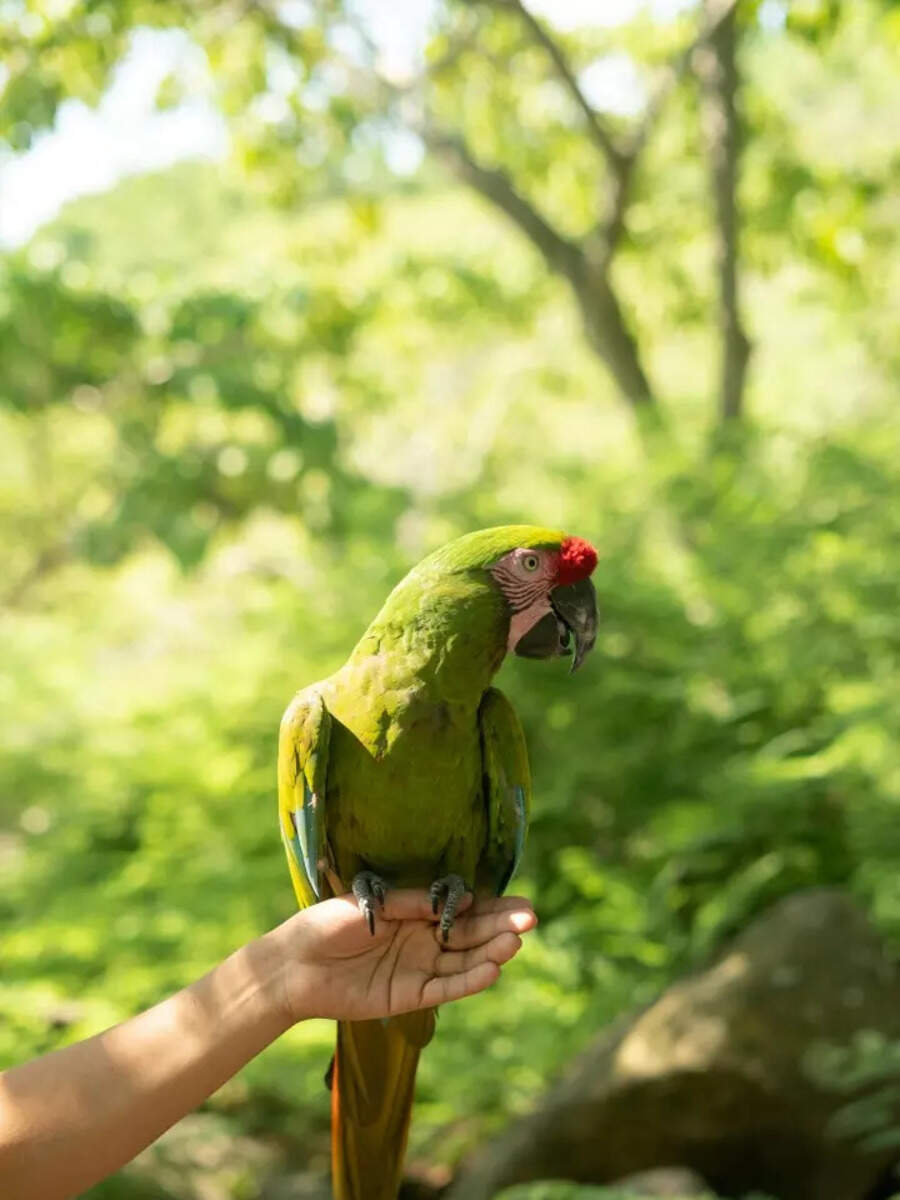 10 prettiest green birds on the planet | Times of India
