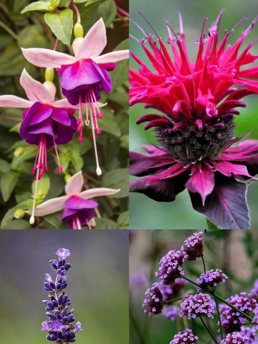 10 Hanging Plants That Attract Bees | Times Now