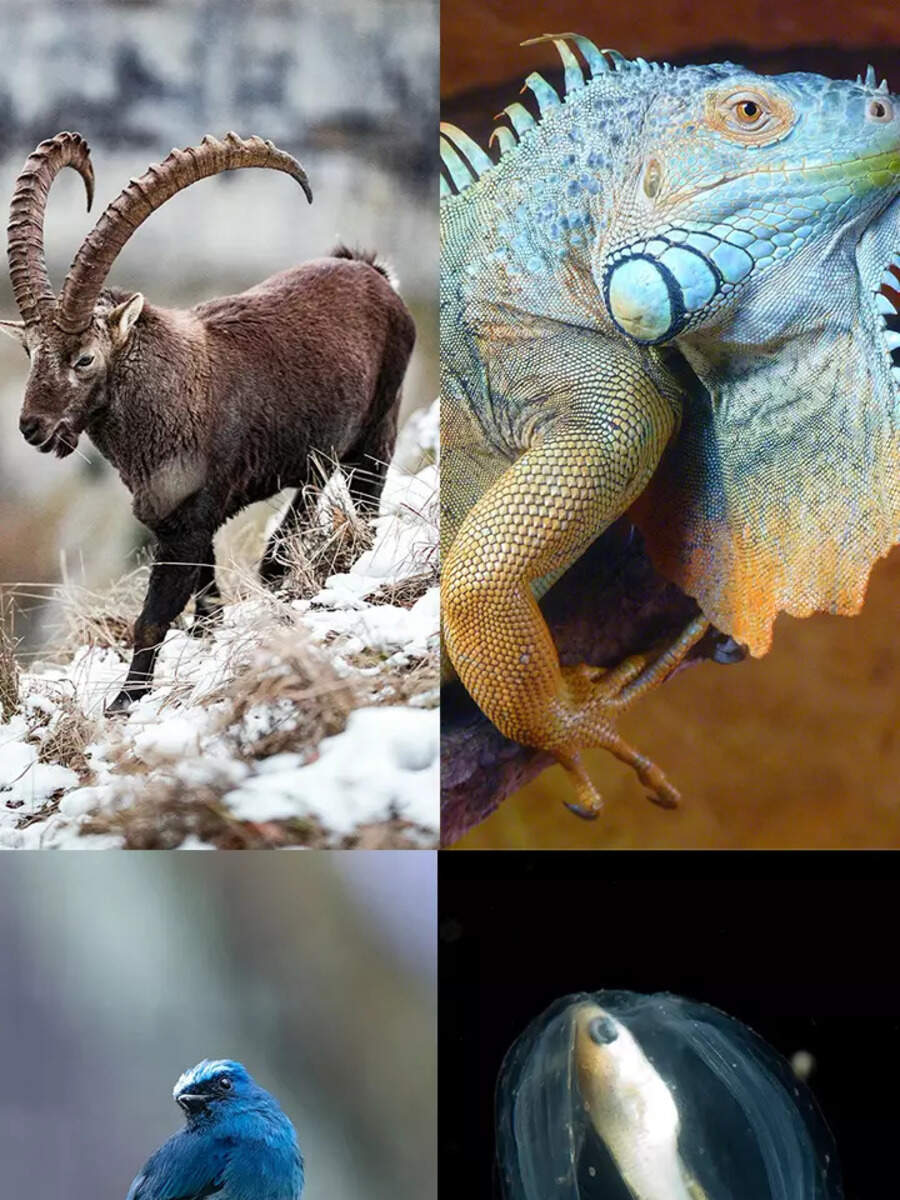 Creatures beginning with the letter 'I' | Times of India