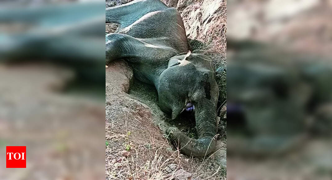 Injured Elephant: Forest Dept Cares For Injured Elephant In Str ...