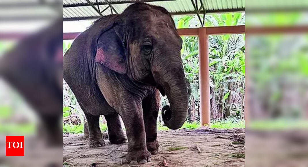 Iskcon: After Mahout’s Death, Iskcon Looks To Shift Jumbo To Rehab ...