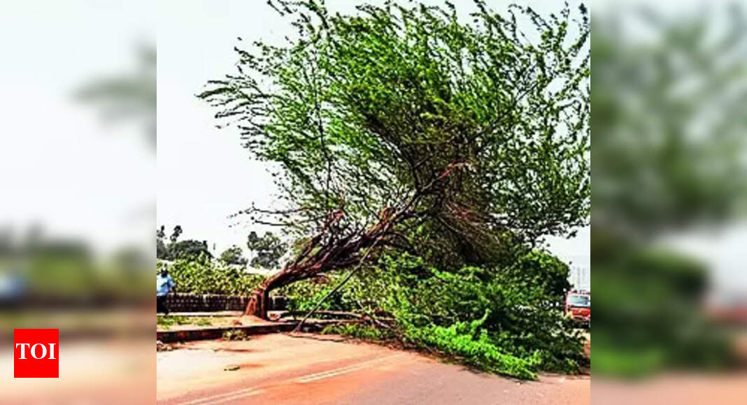 Tree Felling: Inaction Aids Rampant Tree Felling In Ludh | Ludhiana ...