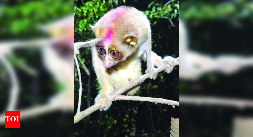 Wildlifers rescue Gray Slender Loris in Sattari | Goa News - Times of India