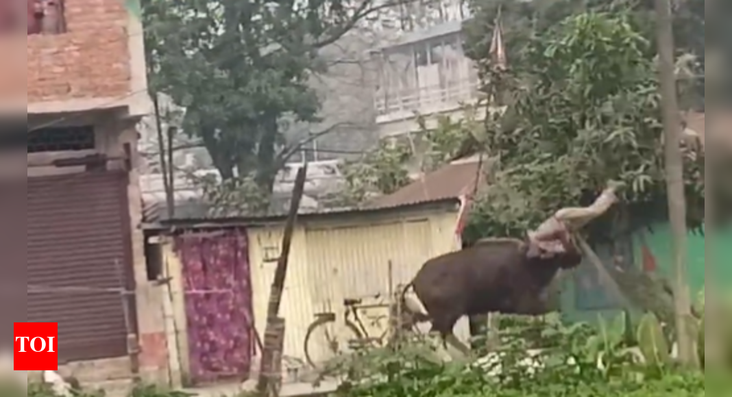 Watch: Video shows man tossed in the air by furious gaur, IFS officer ...