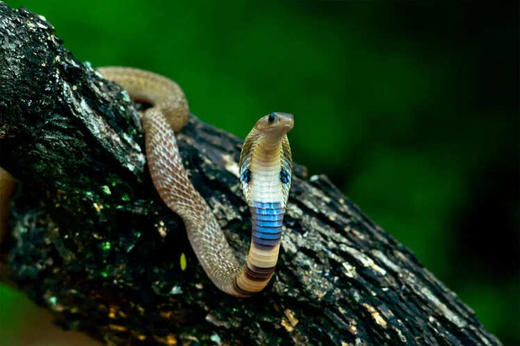 India's top snake parks: A fascinating journey into the world of ...