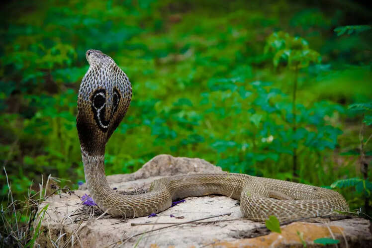 India's top snake parks: A fascinating journey into the world of ...