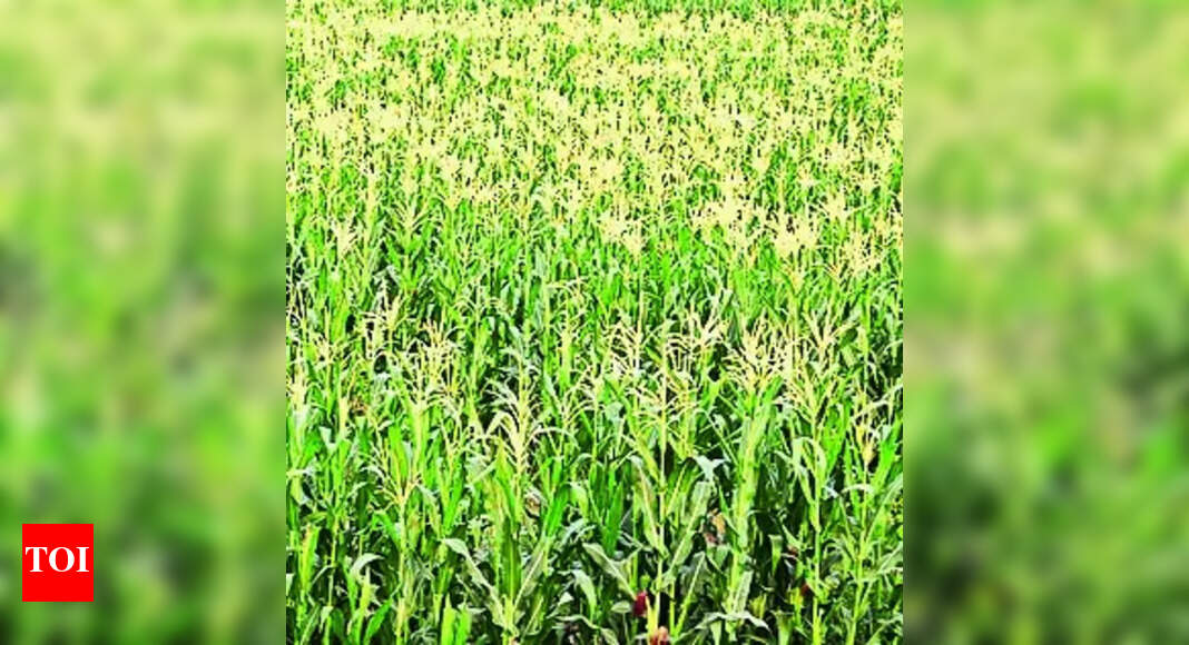Green Manure: Punjab To Push For Green Manure, Moong Sowing ...