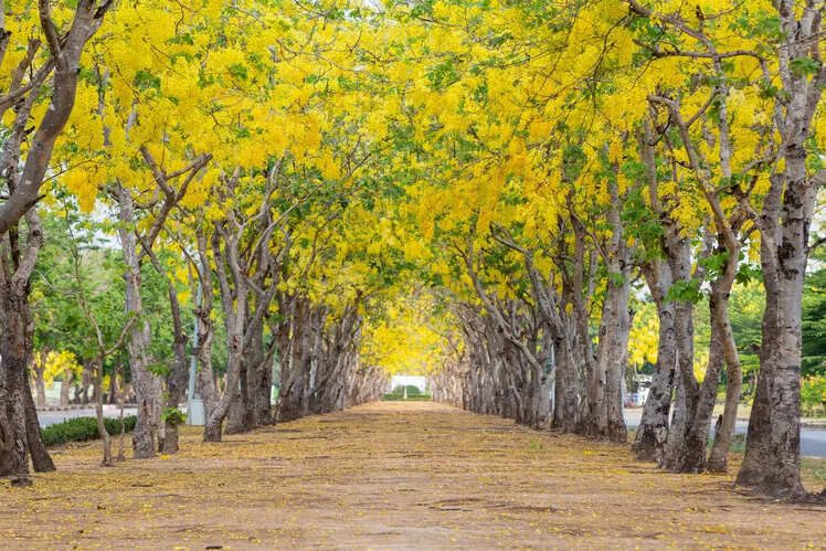 From Gulmohar to Amaltas, flowers that are Indian parallel to cherry ...
