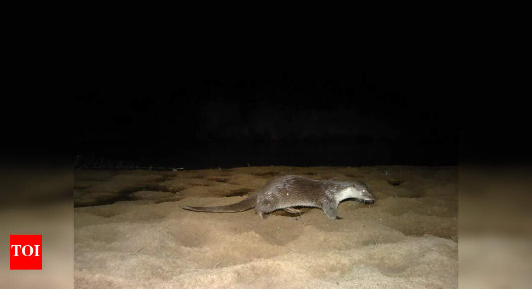Madhya Pradesh: Eurasian Otter fitted with tracking device in Satpura ...