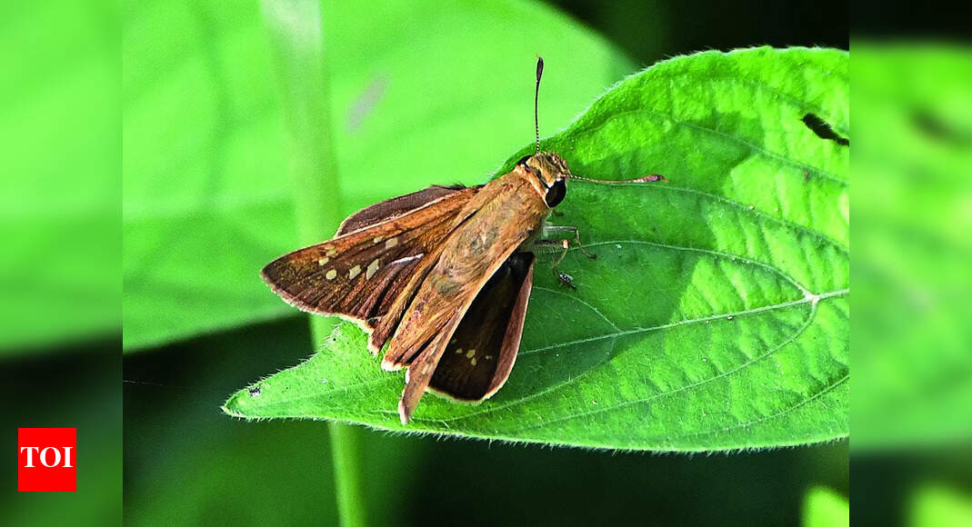 Himalayan Butterfly: Himalayan Butterfly Creates First Flutter In City ...