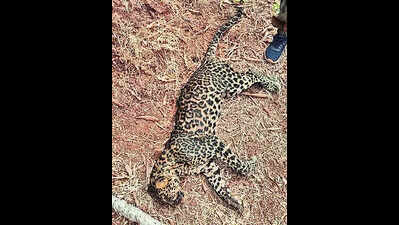 Leopard: Female Leopard Drowns In 60-feet Deep Well; 2nd Incident In A ...