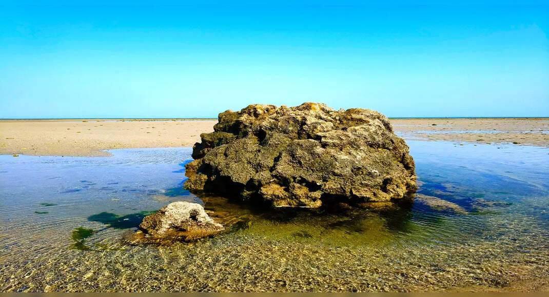 Gujarat: Exploring the rich biodiversity of Marine National Park in ...