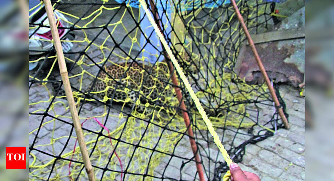 Leopard: Leopard Enters House In Meerut Village, Rescued After 8-hr Op ...