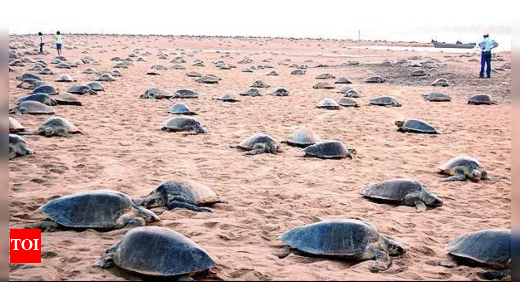Erosion caused by climate change & human activities pushes turtle nests ...